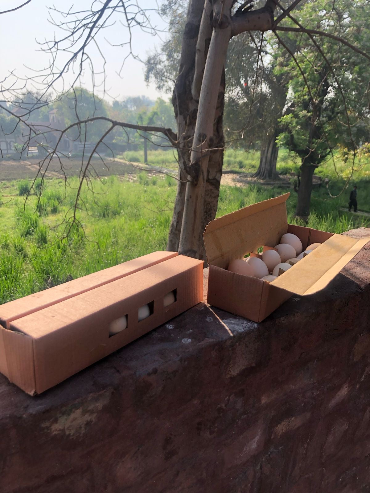 Free Range eggs dozen — The Farmette