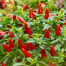 Fresh Red Chillies 250g — The Farmette