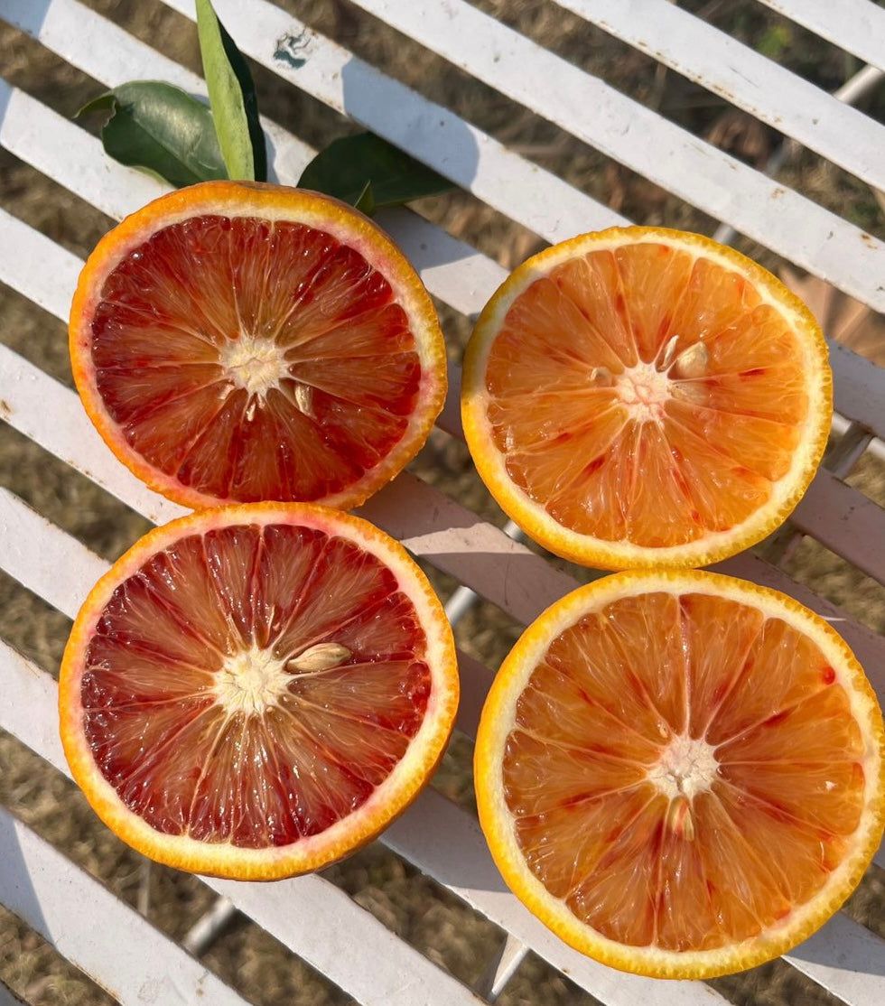 Red Blood Oranges dozen — The Farmette