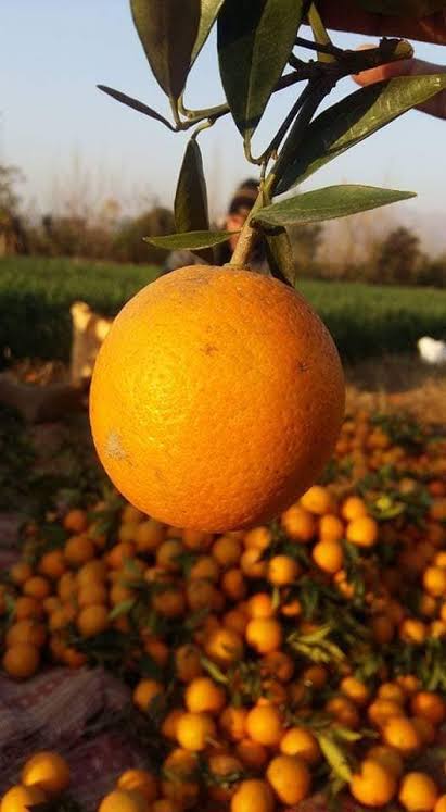 Shakri Oranges dozen — The Farmette