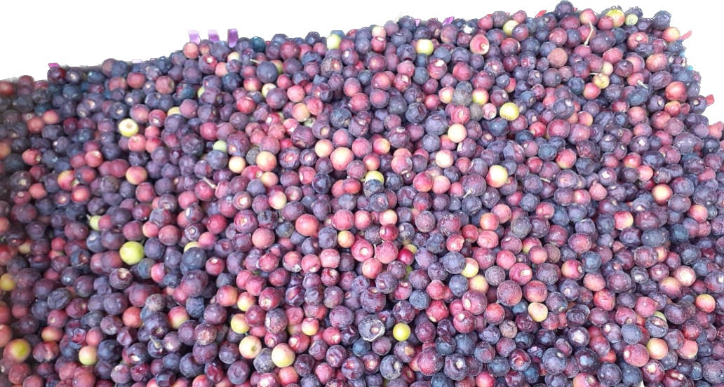 Falsa (فالسہ‎) — The Farmette