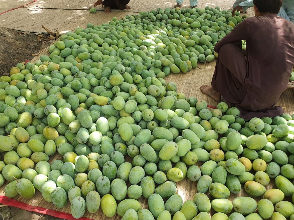 Mangoes in Pakistan | Quality Mangoes Online | Buy Mangoes Online — The ...