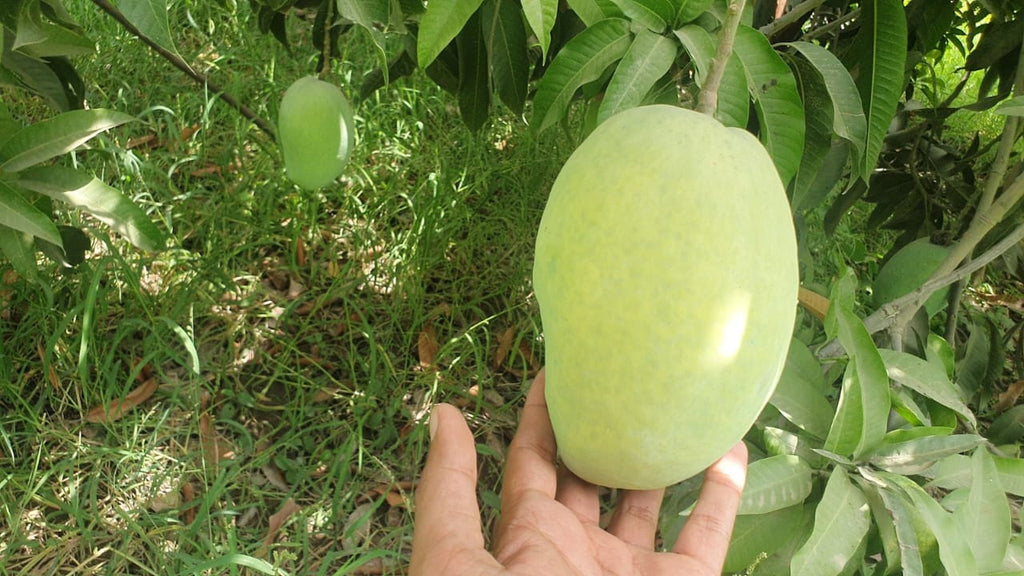 Mangoes in Pakistan | Quality Mangoes Online | Buy Mangoes Online — The ...