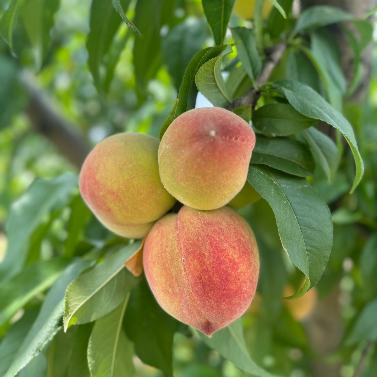 Best Peaches | Buy Peaches Online | Quality Peaches - Peaches Supplier ...