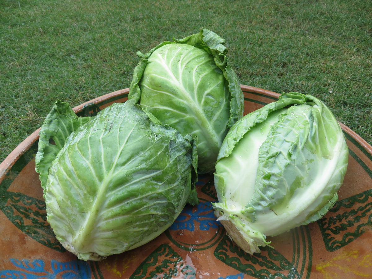 Green cabbage (600-800g — The Farmette