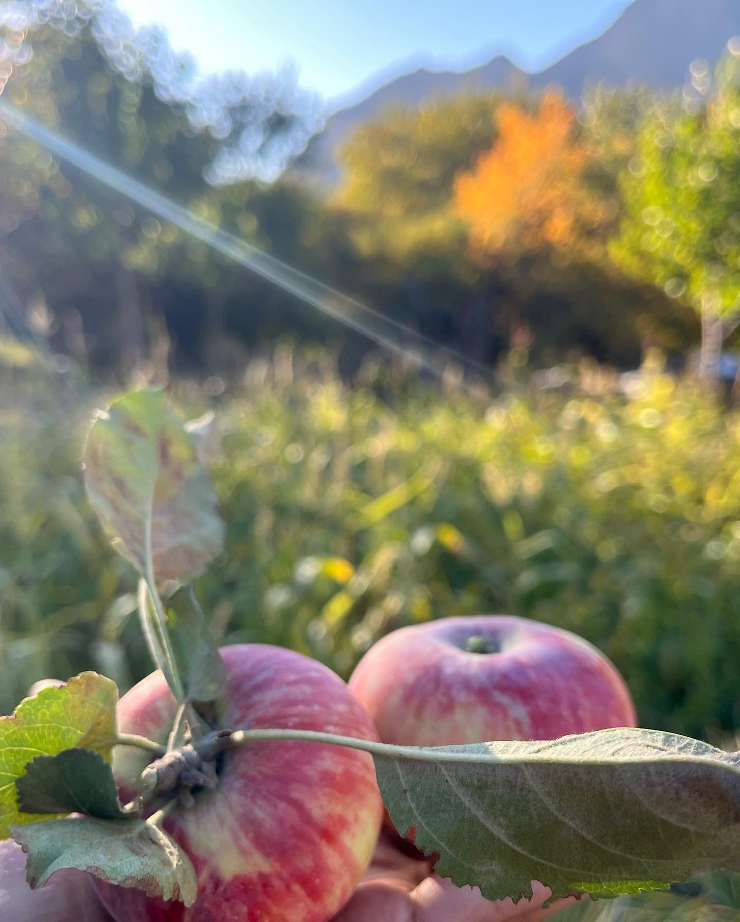 Hunza Apples — The Farmette