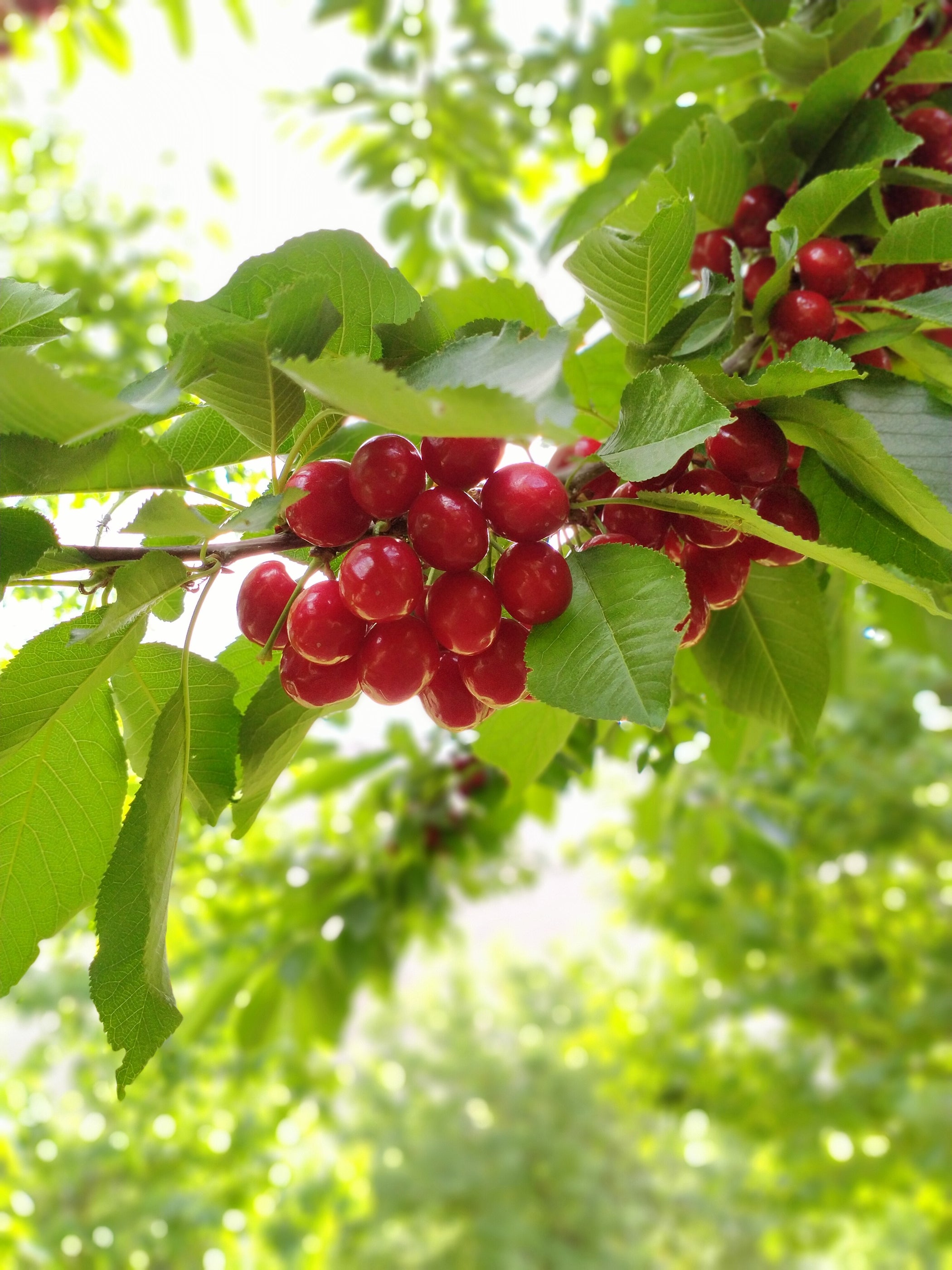 The Farmette | Farm to Table | Fresh Vegetables & Fruits in Pakistan