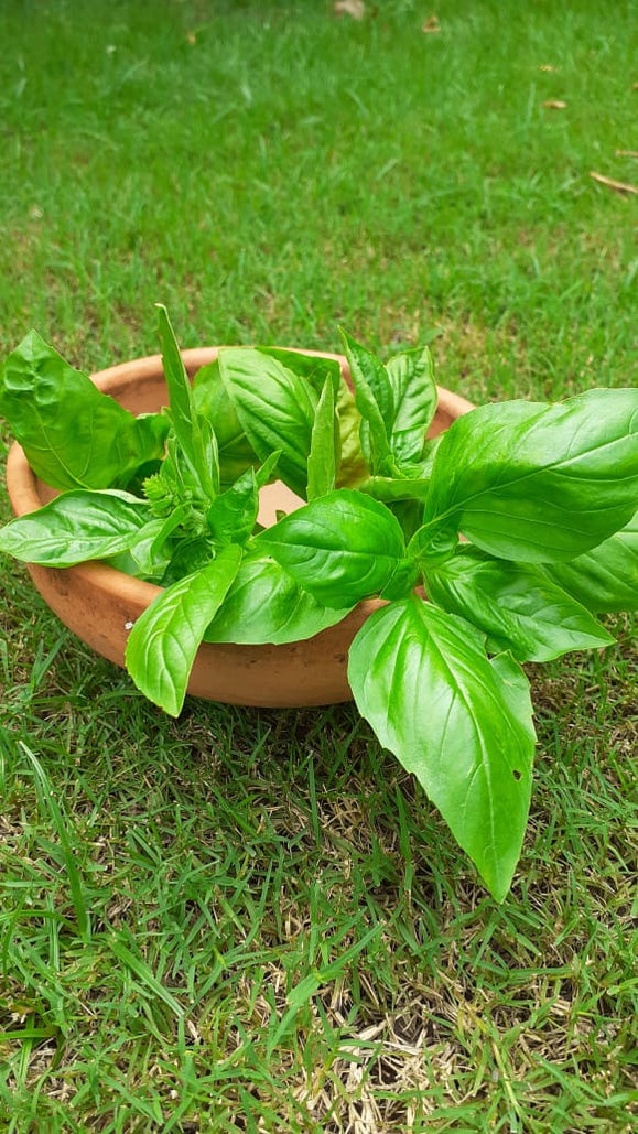 Farm-Fresh Italian Genovese Basil from Farmette in Lahore — The Farmette
