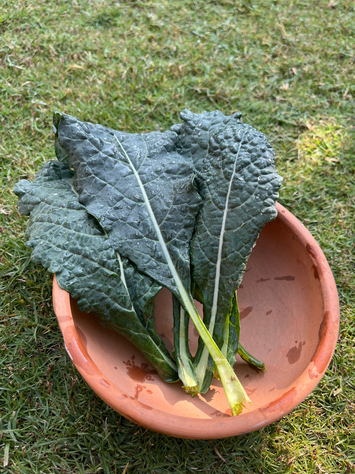 Fresh Lacinato kale (200g) — The Farmette