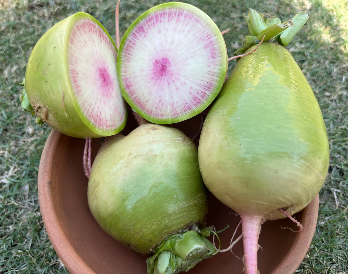 Watermelon radish 500g — The Farmette