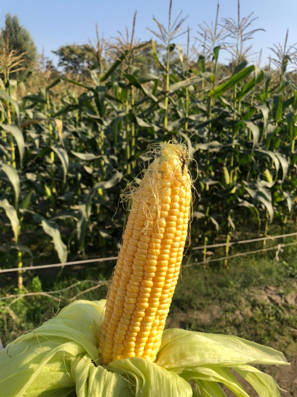 Sweet Corn (per piece) — The Farmette