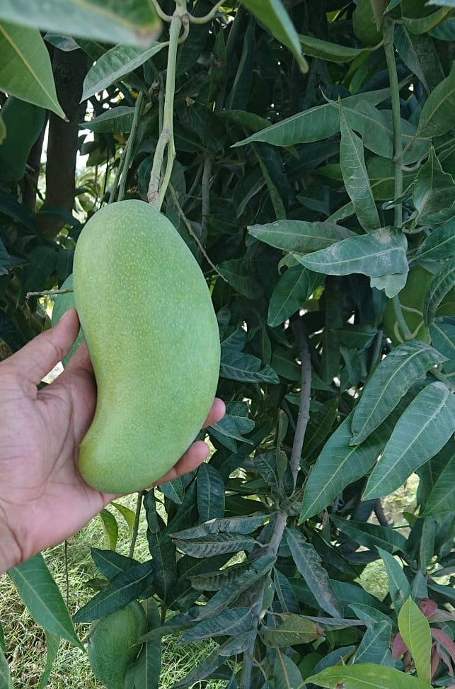 Chenab Gold Mango — The Farmette